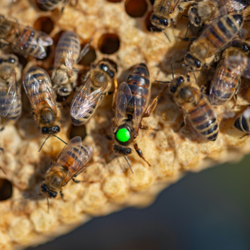 Bienenköniginnen kaufen Buckfast & Carnica - F0 und F1